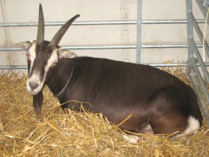 ZOOTECHNIKA - CHOV KOZ - PLEMENA KOZ - DOJENÁ PLEMENA KOZ